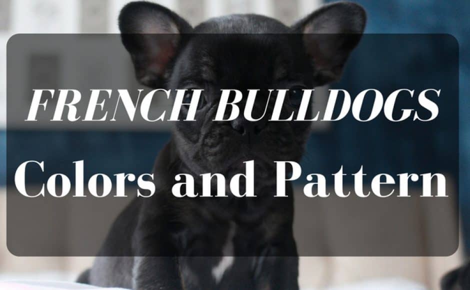 French Bulldog Colors: All the Patterns and Looks of a Frenchie - PetDT