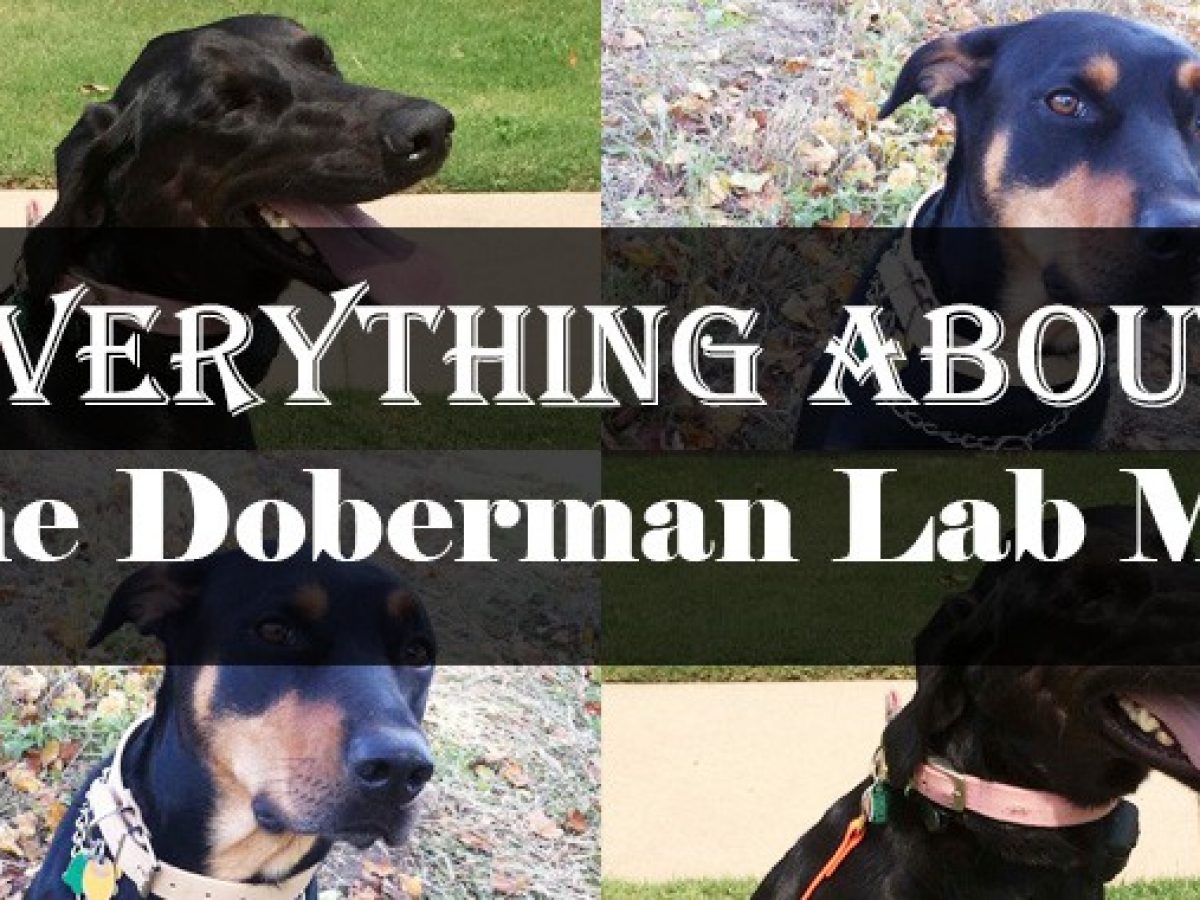 How Tall For Doberman Lab Mix