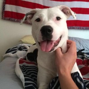 All You Need to Know about the PitBull Border Collie Mix - PetDT