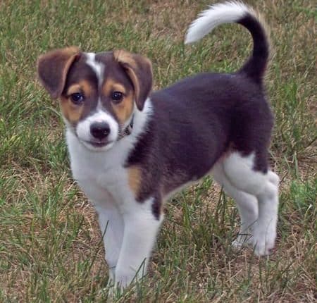 Corgi Beagle Mix - Interesting Facts You Need to Know Now - PetDT