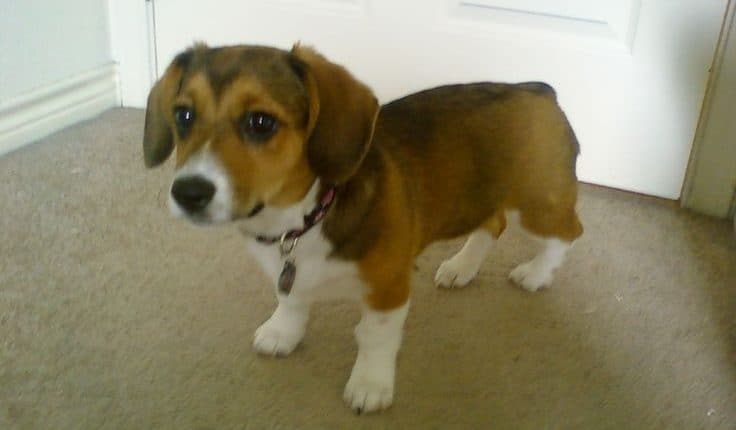 Corgi Beagle Mix - Interesting Facts You Need to Know Now - PetDT