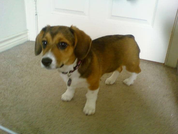 Corgi Beagle Mix - Interesting Facts You Need to Know Now - PetDT