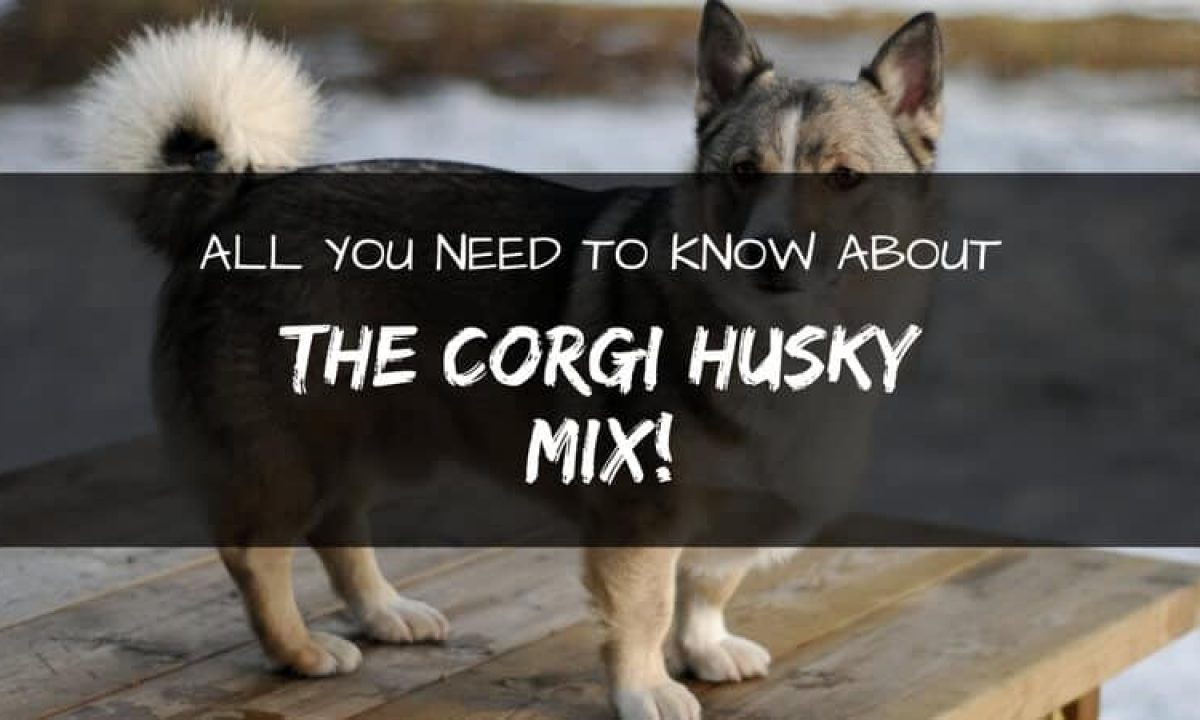 Are Corgi Husky Mix Hypoallergenic