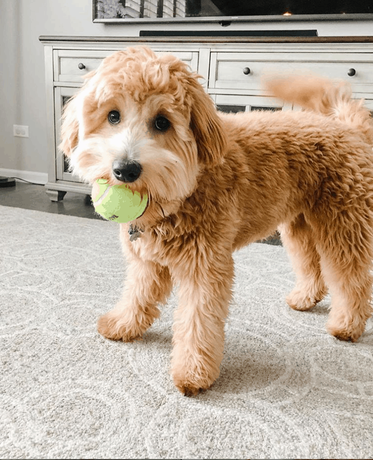 Miniature Goldendoodle 11 Incredible Facts You Need To Know PetDT Miniature Goldendoodle 11 Incredible Facts You Need To Know PetDT