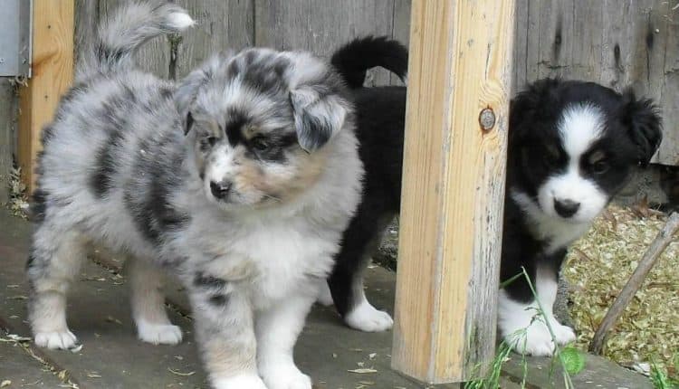 The Miniature German Shepherd: Everything You Need to Know - PetDT