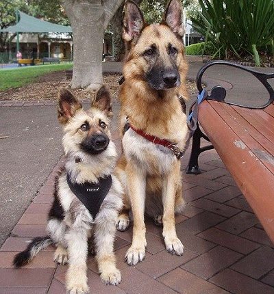 The Miniature German Shepherd: Everything You Need to Know - PetDT
