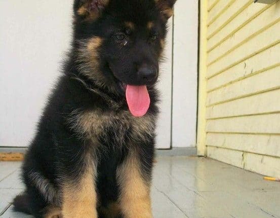 The Miniature German Shepherd: Everything You Need to Know - PetDT