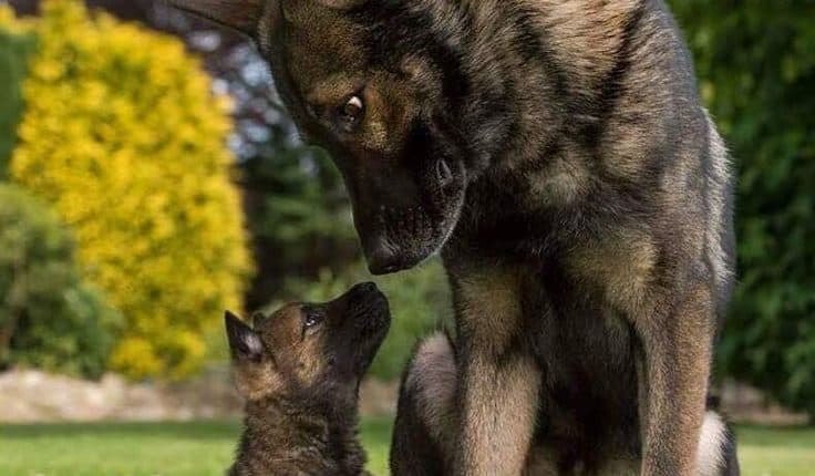 The Miniature German Shepherd: Everything You Need to Know - PetDT