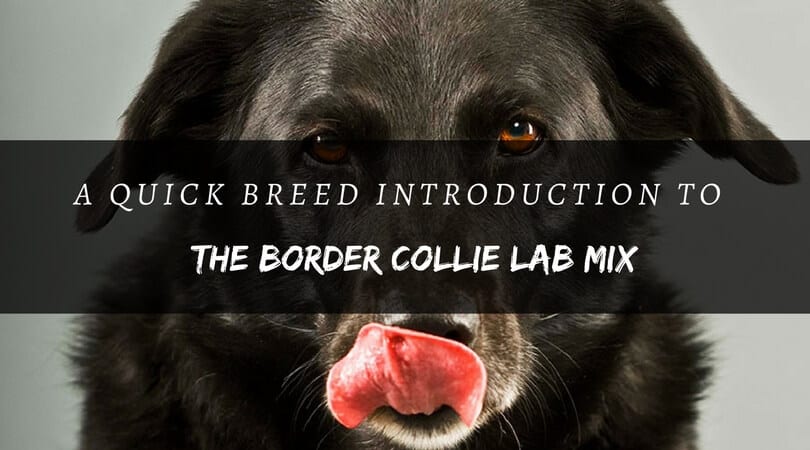 Border Collie Lab Mix: Complete Guide to Raising a Borador