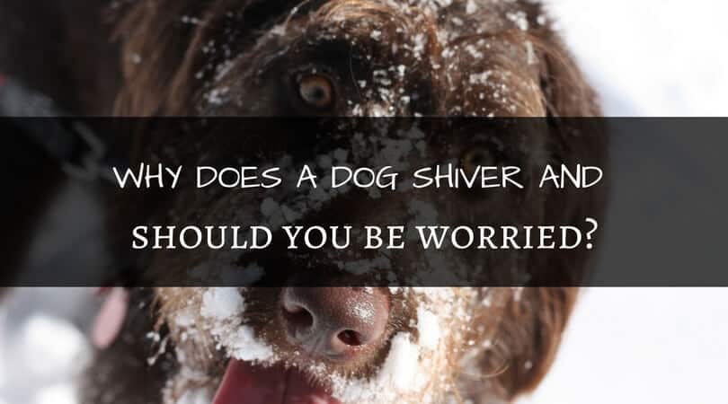 Why Does a Dog Shiver and Should You Be Worried?