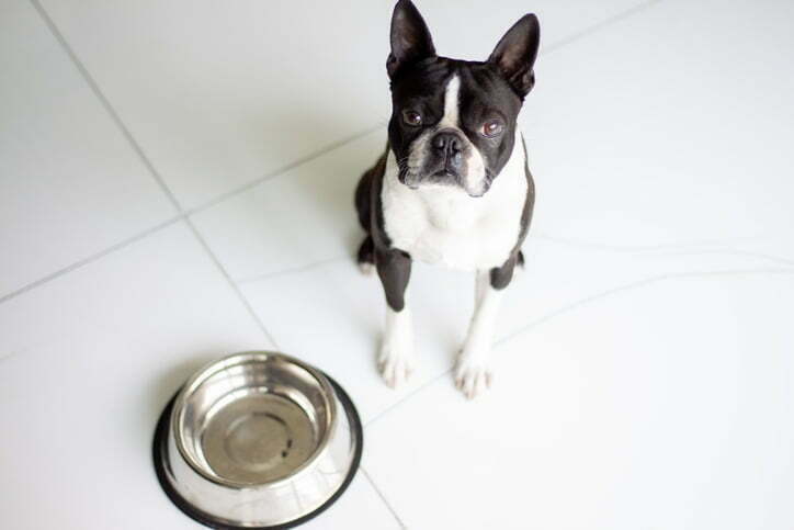 Best Dog Food for Boston Terriers: Ultimate Guide