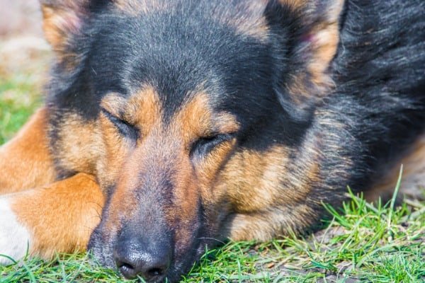 Why Is My Dog Losing Muscle