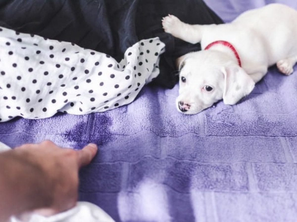 Why Do Dogs Pee In Front Of You