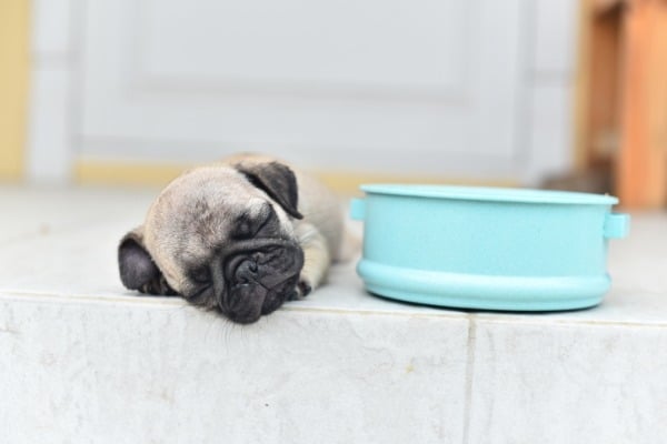 What Does It Mean When A Dog Keeps Gulping