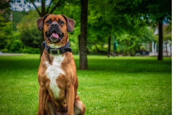 Are German Shepherds And Boxers A Good Pair To Get