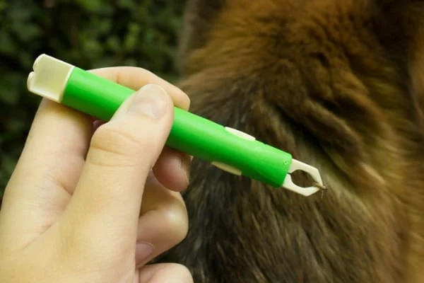 Black Skin Tag on Dog: The Ultimate Guide - PetDT