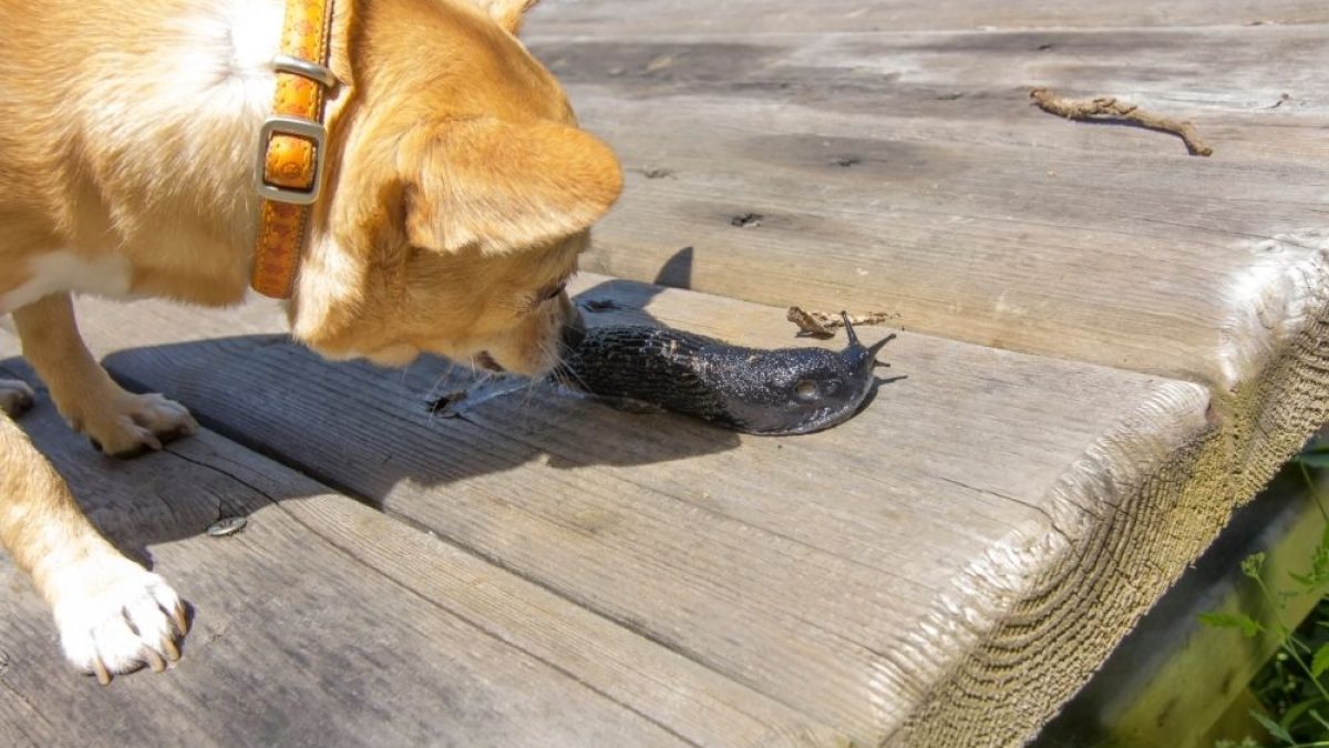 What Happens If Dogs Eat Slugs
