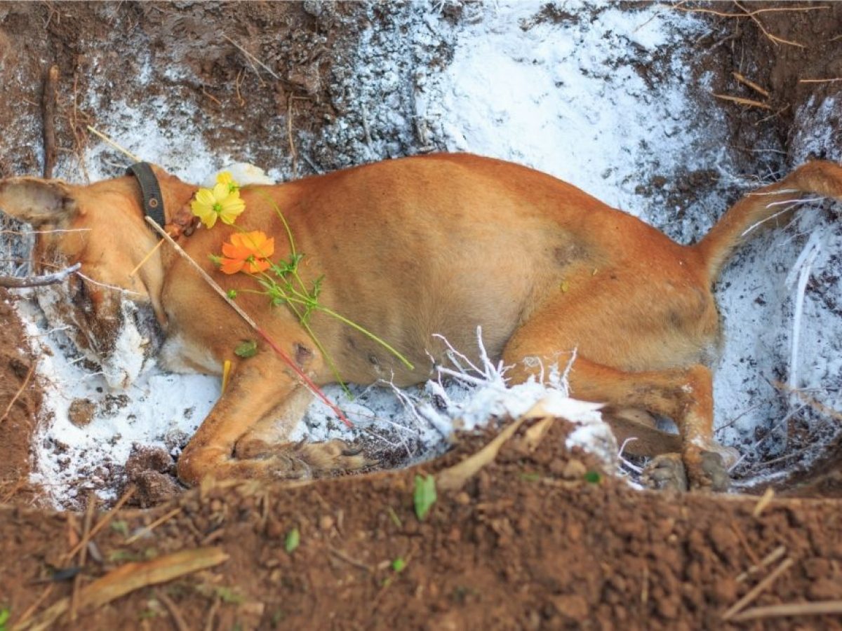 How Long Does It Take For A Dead Dog To Decompose