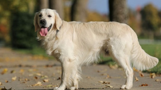 Golden Retriever - PetDT