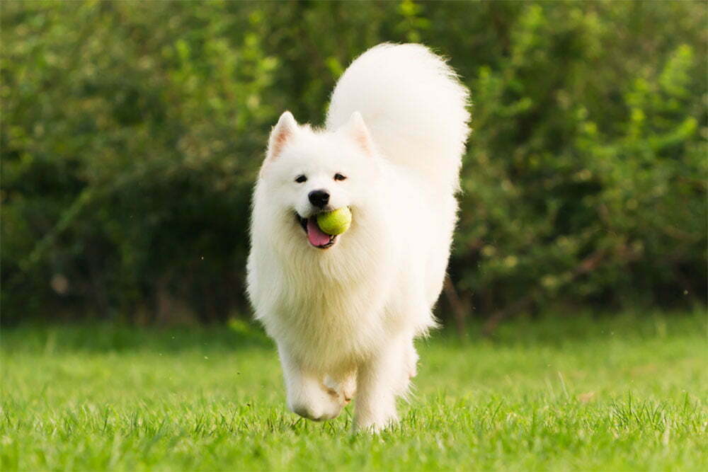 Are Samoyed Dogs Easy To Train