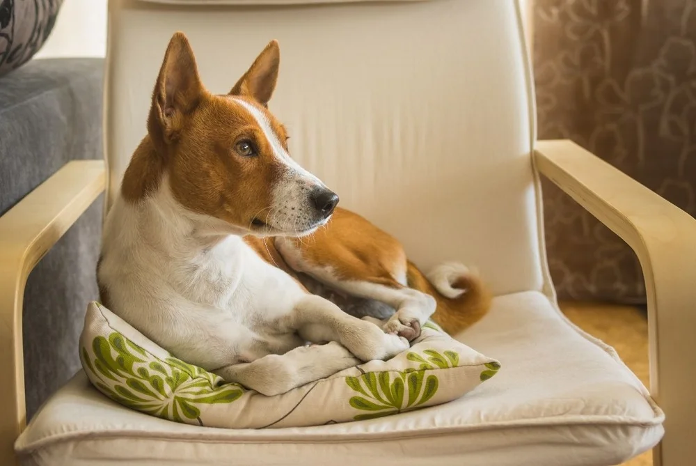 Basenji: The Ultimate Dog Breed Guide - PetDT