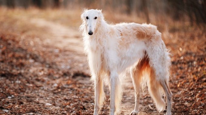 Borzoi - PetDT