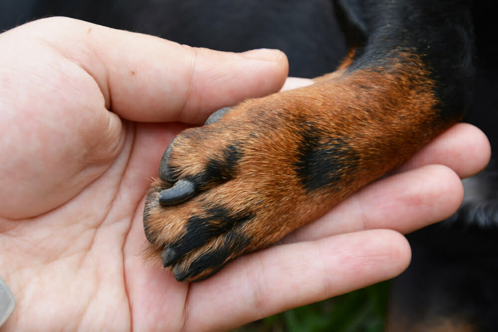 What Breed Of Dog Has Fur Between Their Toes