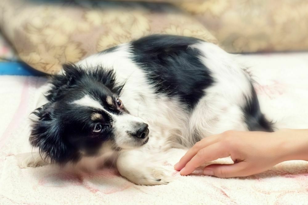 What Do You Do When Your Dog Is Scared Of Going Outside