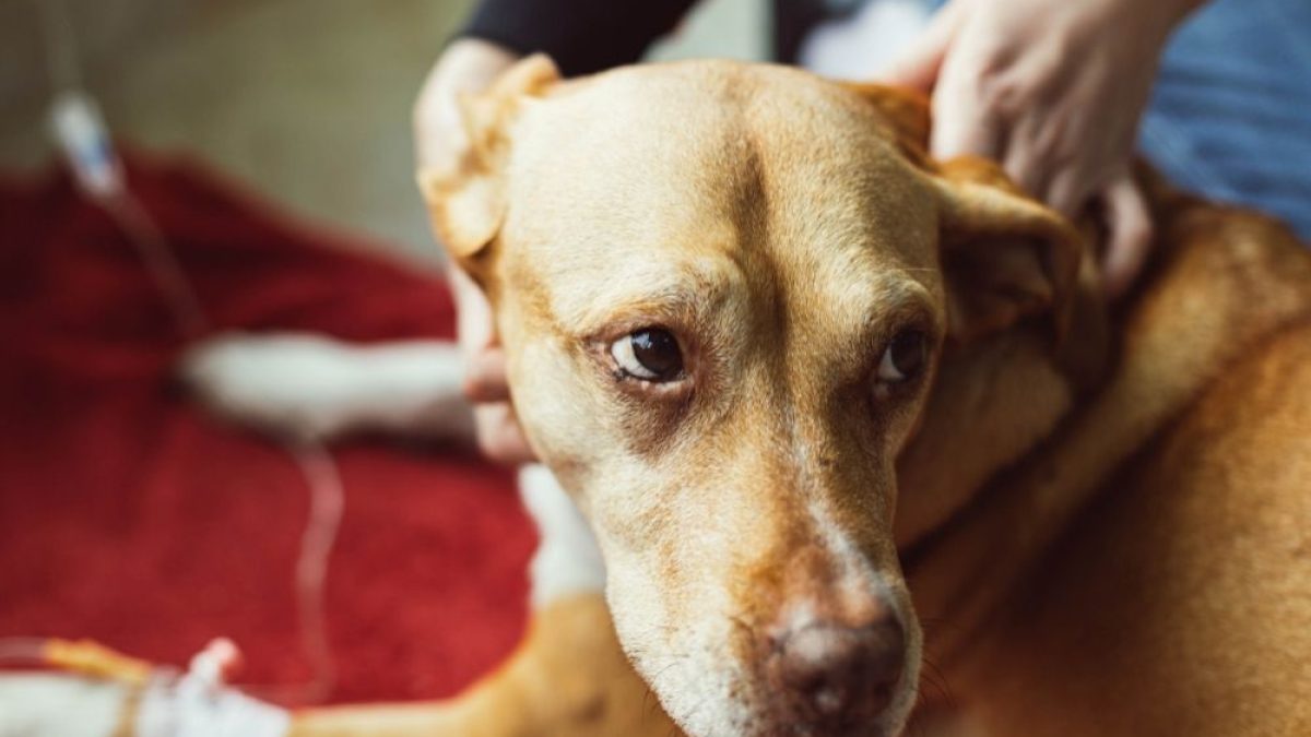 Why Does My Dog Refuse To Go Outside