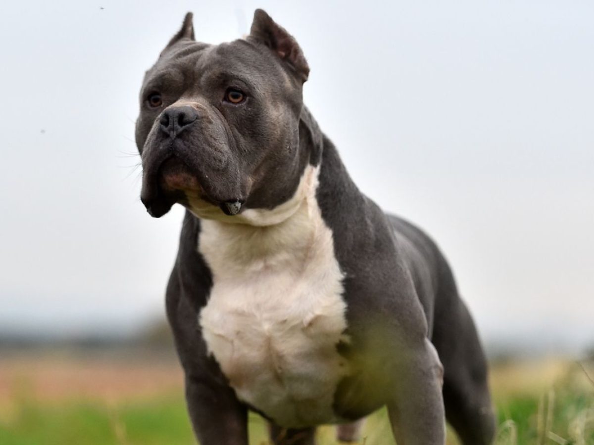 How Strong Is The Bite Force Of A Bulldog