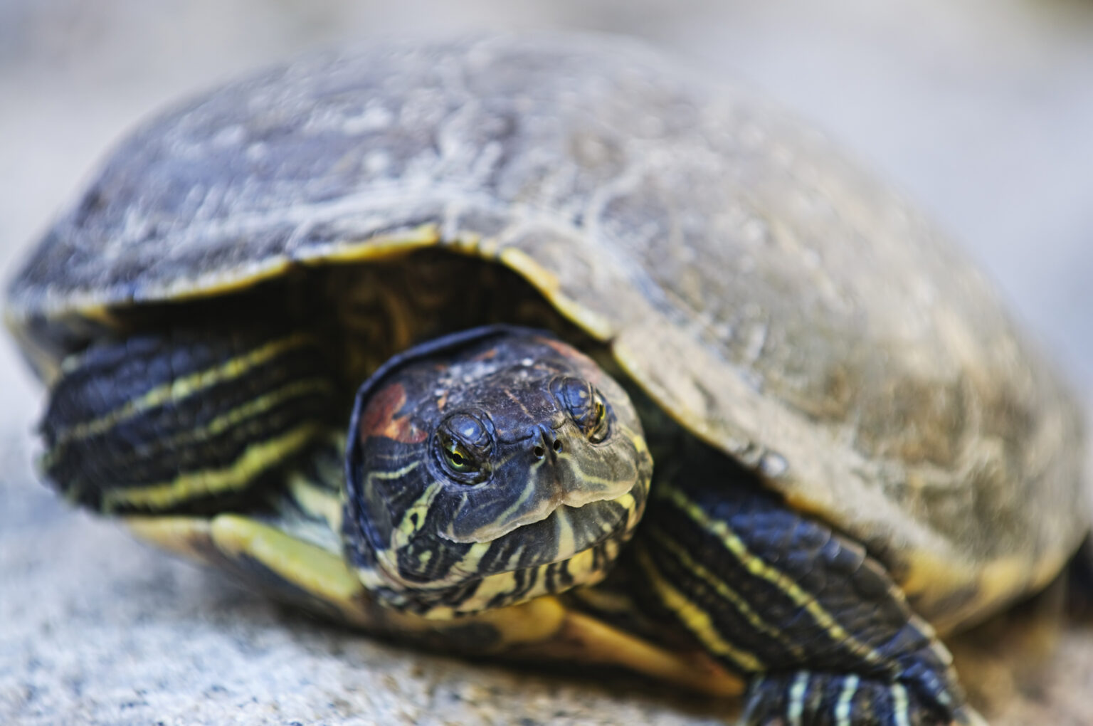 How Expensive Are Turtles? Complete Guide
