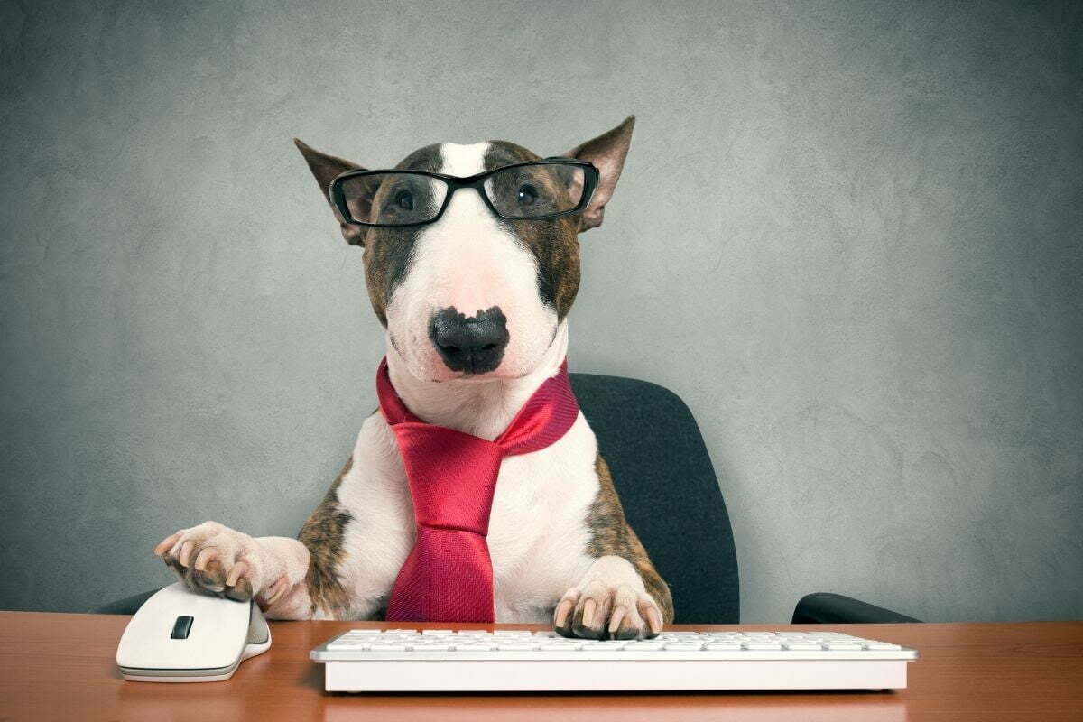 15+ Smartest Dog Breeds