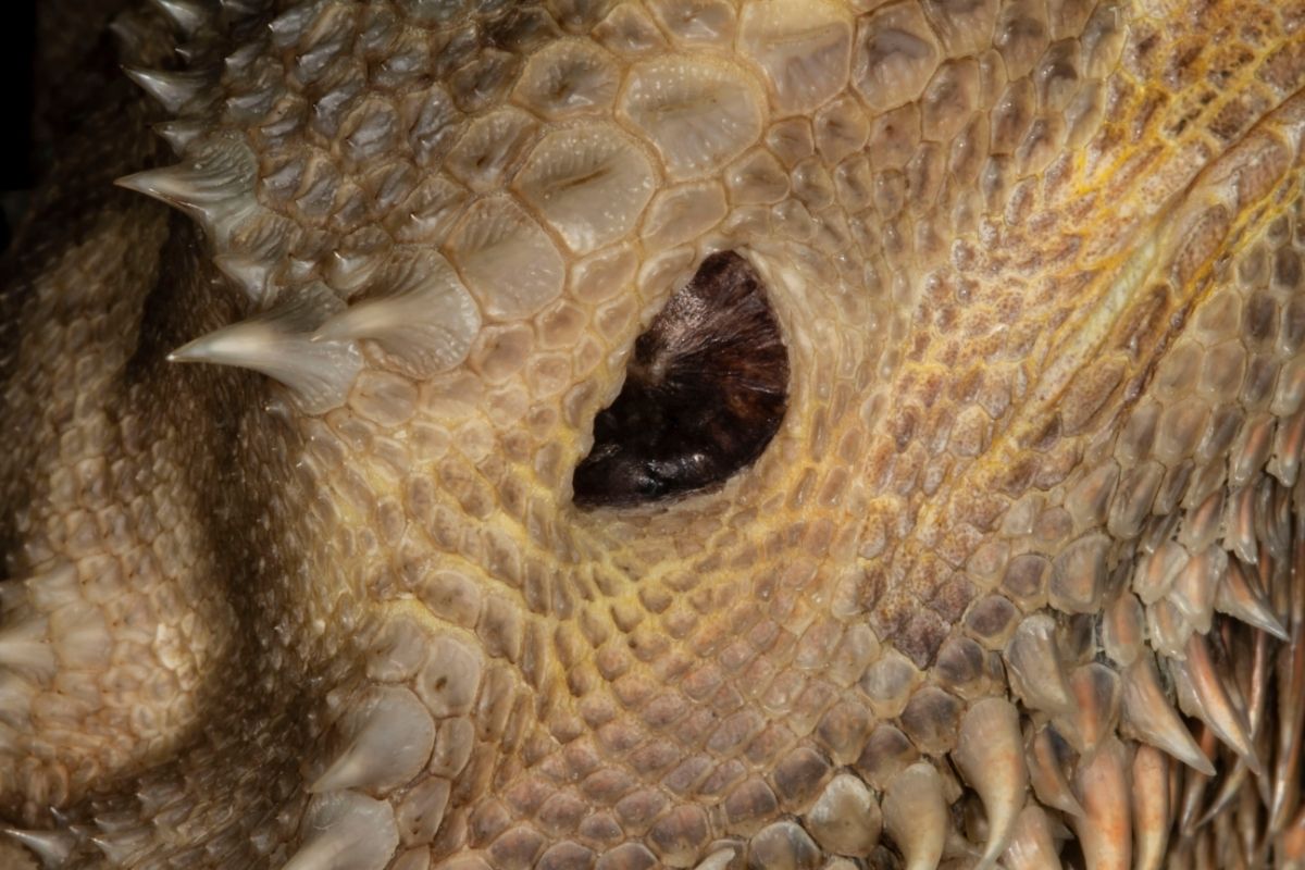 Do Bearded Dragons Have Ears? Things To Know!