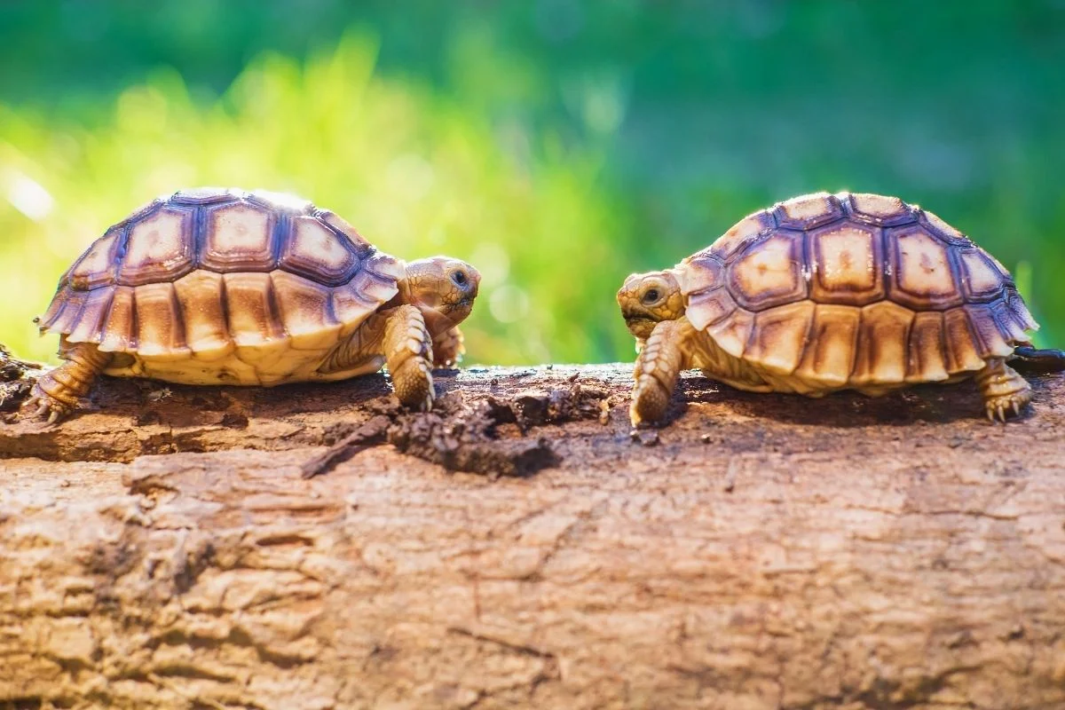 Why Turtles Hit Each Other? How To Prevent It? - PetDT