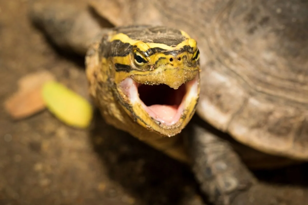 What Does It Mean When Your Turtle's Mouth Is Open?