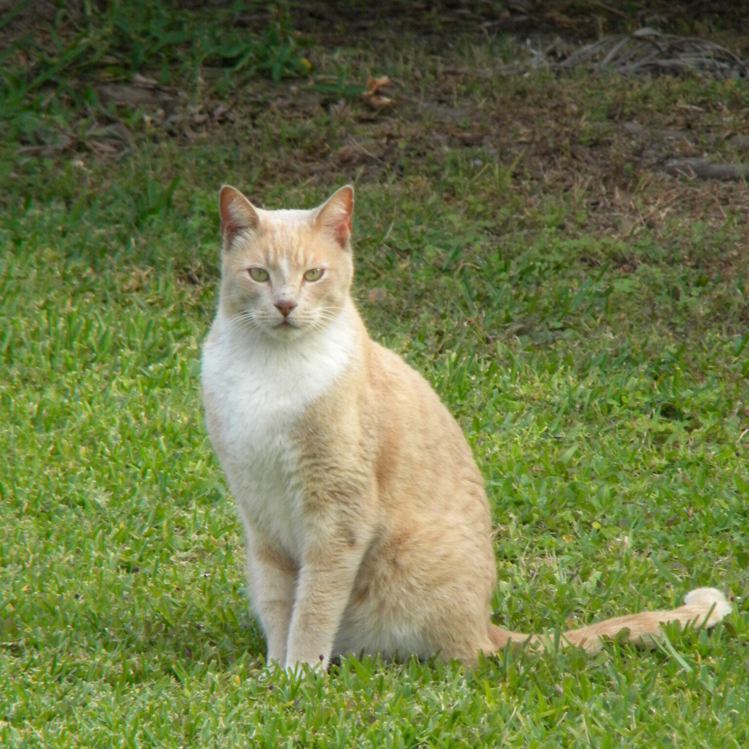 Are Cats Sentient? - PetDT