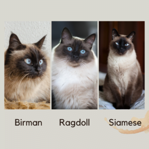 Birman Cat: Breed Guide, Characteristics & Care - PetDT